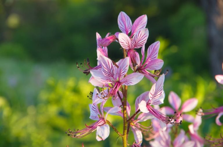 25 Flowering Herbs For Colourful Gardens | Horticulture.co.uk