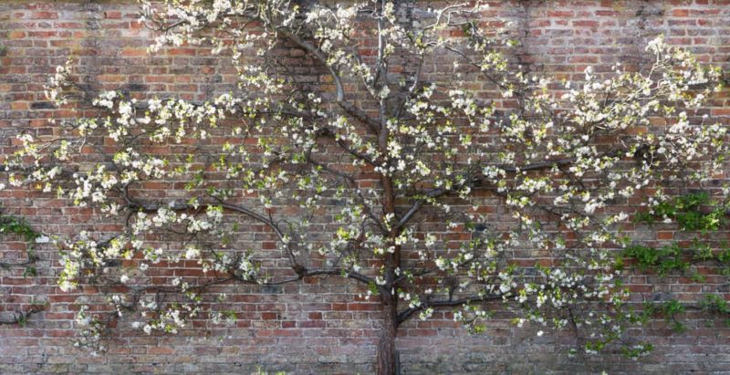 Pruning Requirements For A Plum Tree Are Different To Other Fruits ...