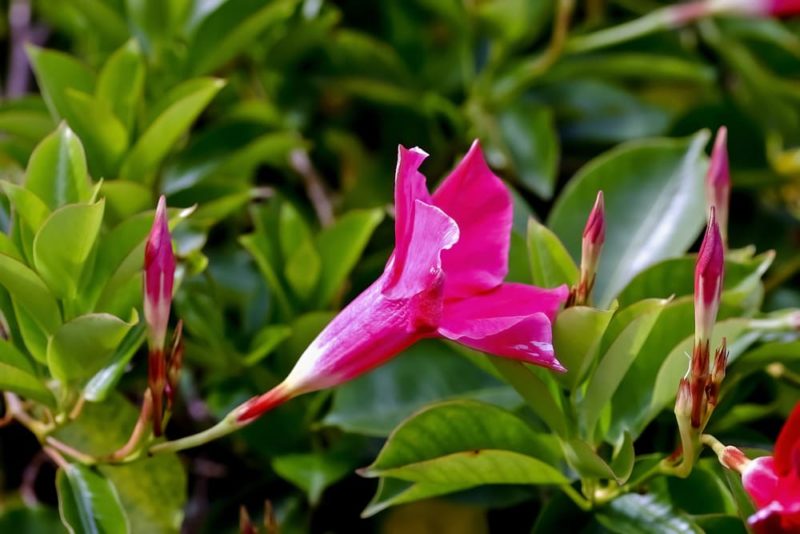 Mandevilla 'Rock Trumpet' Plants - Happiest Grown In A Conservatory Or ...