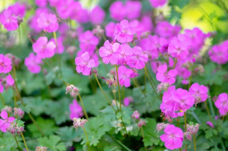 15 Hardy Geranium Varieties With Pictures | Horticulture.co.uk