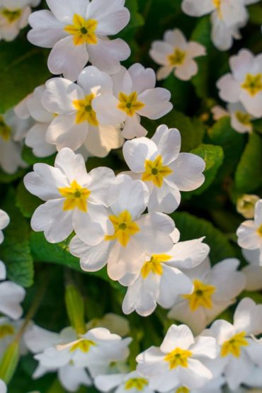 18 Primrose Varieties For An English Garden | Horticulture