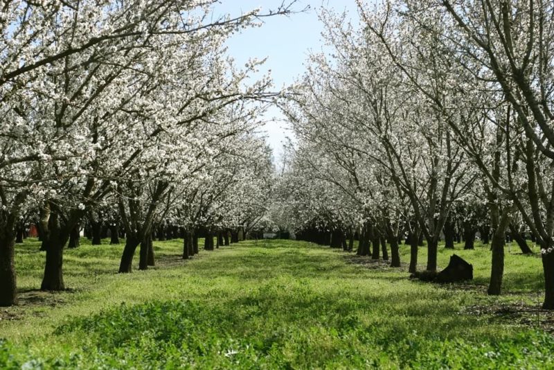 Almond Trees Care, Planting & Growing Tips | Horticulture.co.uk