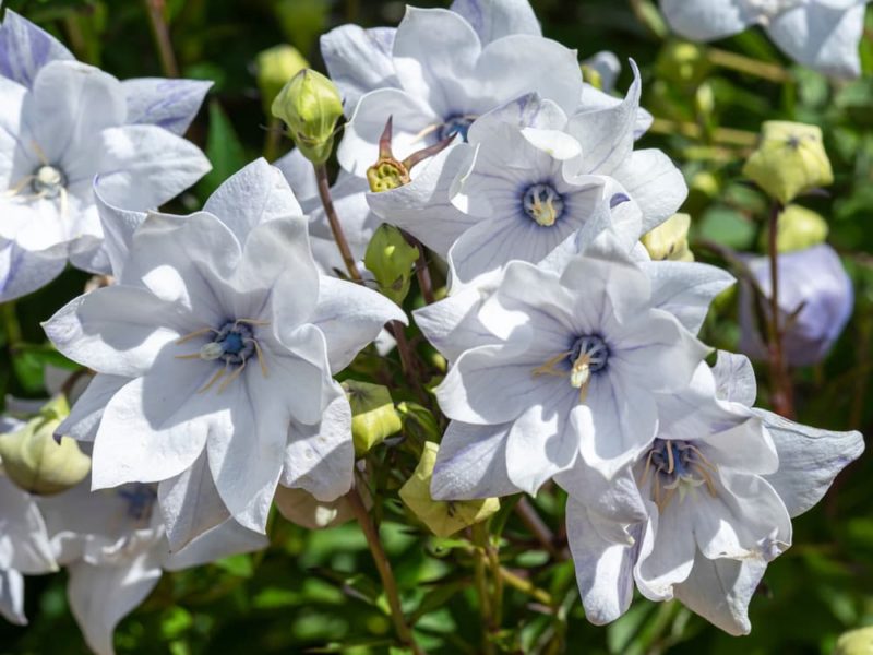 11 Platycodon 'Balloon Flower' Varieties | Horticulture.co.uk