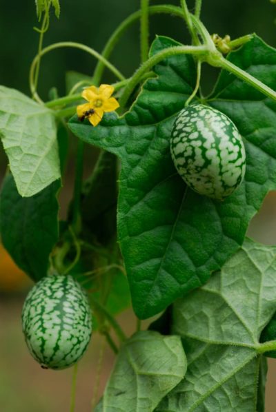 How To Grow & Care For Cucamelon Plant | Horticulture