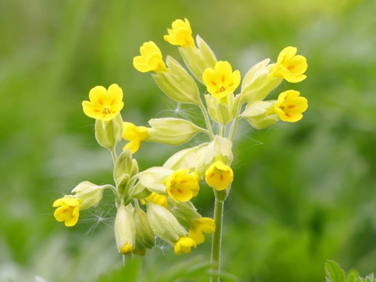 18 Primrose Varieties For An English Garden | Horticulture