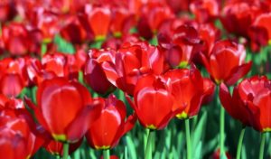 16 Incredible Tulip Divisions With Pictured Varieties And Different ...