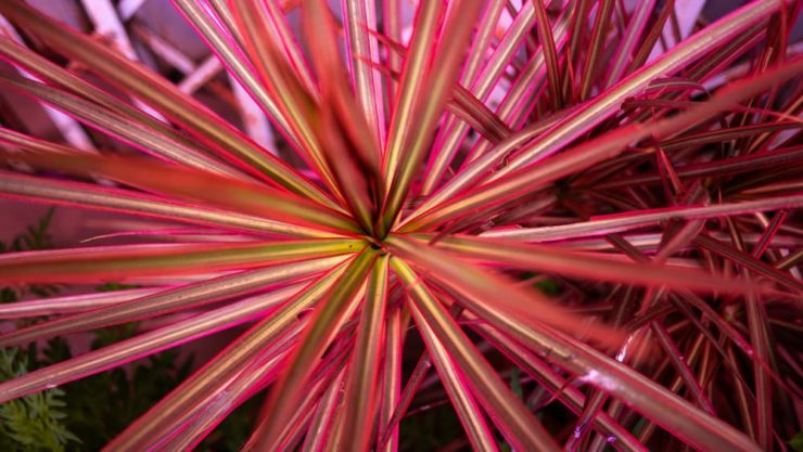 Rounding Up 15 Of The Best Dracaena ‘Dragon Plants’ With Chris Lee ...