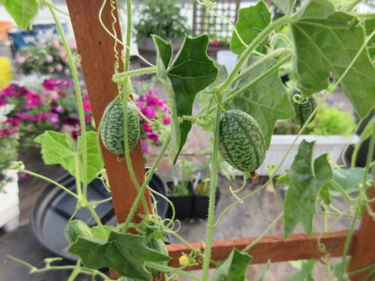How To Grow & Care For Cucamelon Plant | Horticulture
