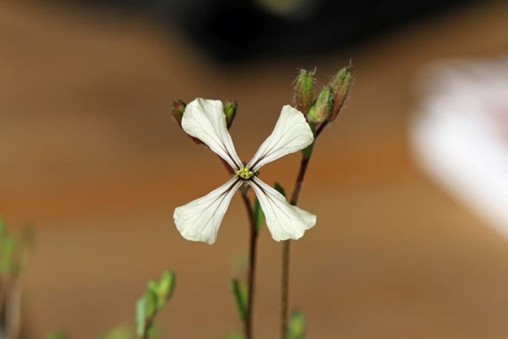 How To Grow Rocket In Your Garden | Horticulture.co.uk