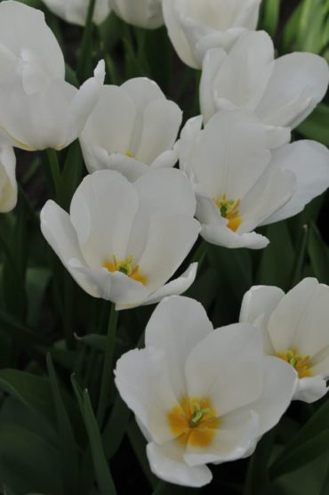 16 Incredible Tulip Divisions With Pictured Varieties And Different ...