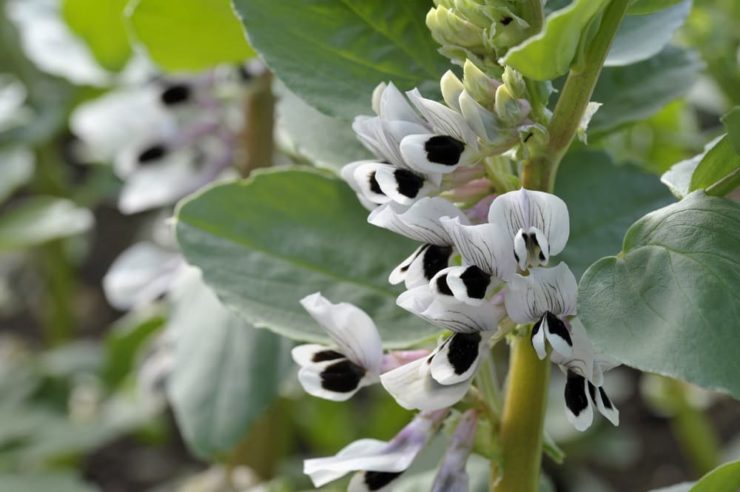This Is How Horticulturists Grow Broad Beans As An Early Summer ...