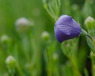 How To Grow Platycodon For Their Elegant 'Puffed Up' Balloon Flowers ...