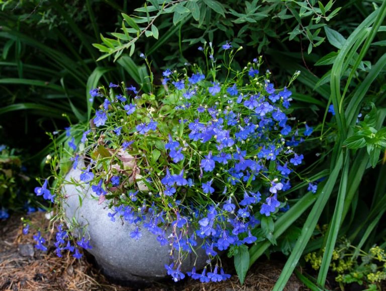 Grow And Care For Lobelia Plants - Ideal For A Rock Garden Or Mass ...
