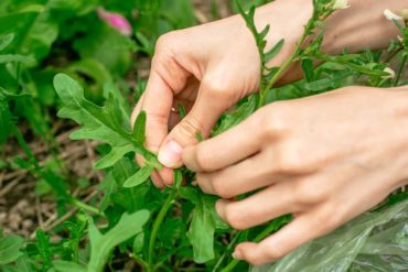 How To Grow Rocket In Your Garden | Horticulture.co.uk