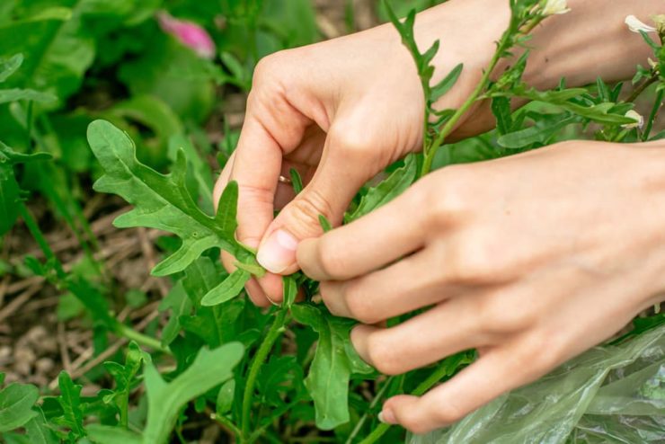 How To Grow Rocket In Your Garden | Horticulture.co.uk