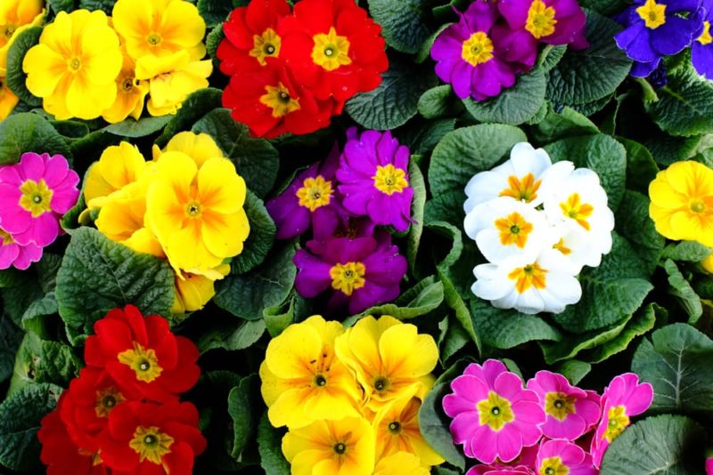 18 Primrose Varieties For An English Garden | Horticulture