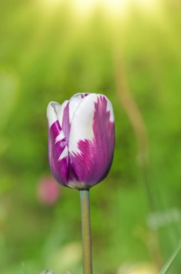 16 Incredible Tulip Divisions With Pictured Varieties And Different ...