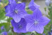 How To Grow Platycodon For Their Elegant 'Puffed Up' Balloon Flowers ...