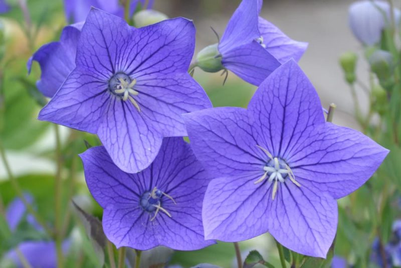 How To Grow Platycodon For Their Elegant 'Puffed Up' Balloon Flowers ...