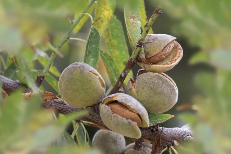 Almond Trees Care, Planting & Growing Tips | Horticulture.co.uk
