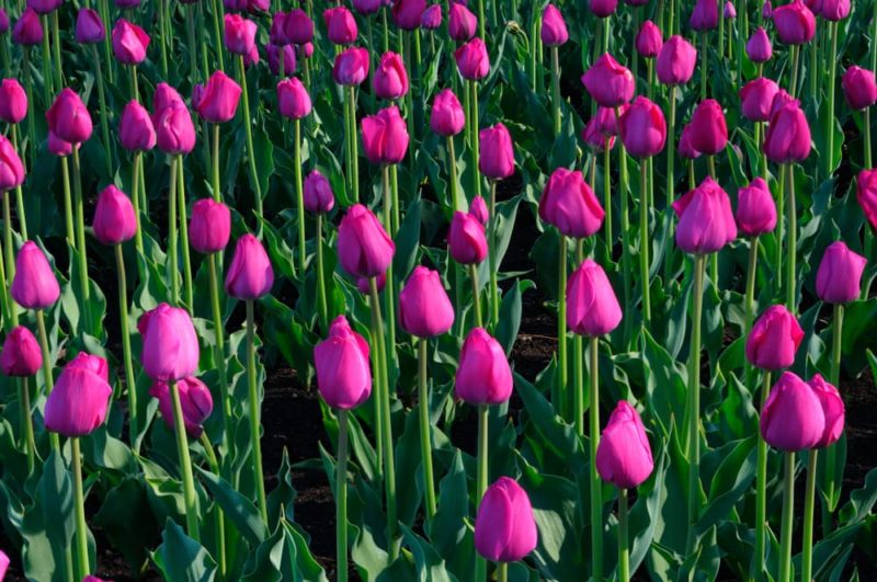 16 Incredible Tulip Divisions With Pictured Varieties And Different ...