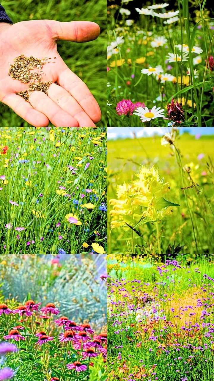 Create Your Own Small Meadow Garden In Just 5 Steps (Annual Or ...