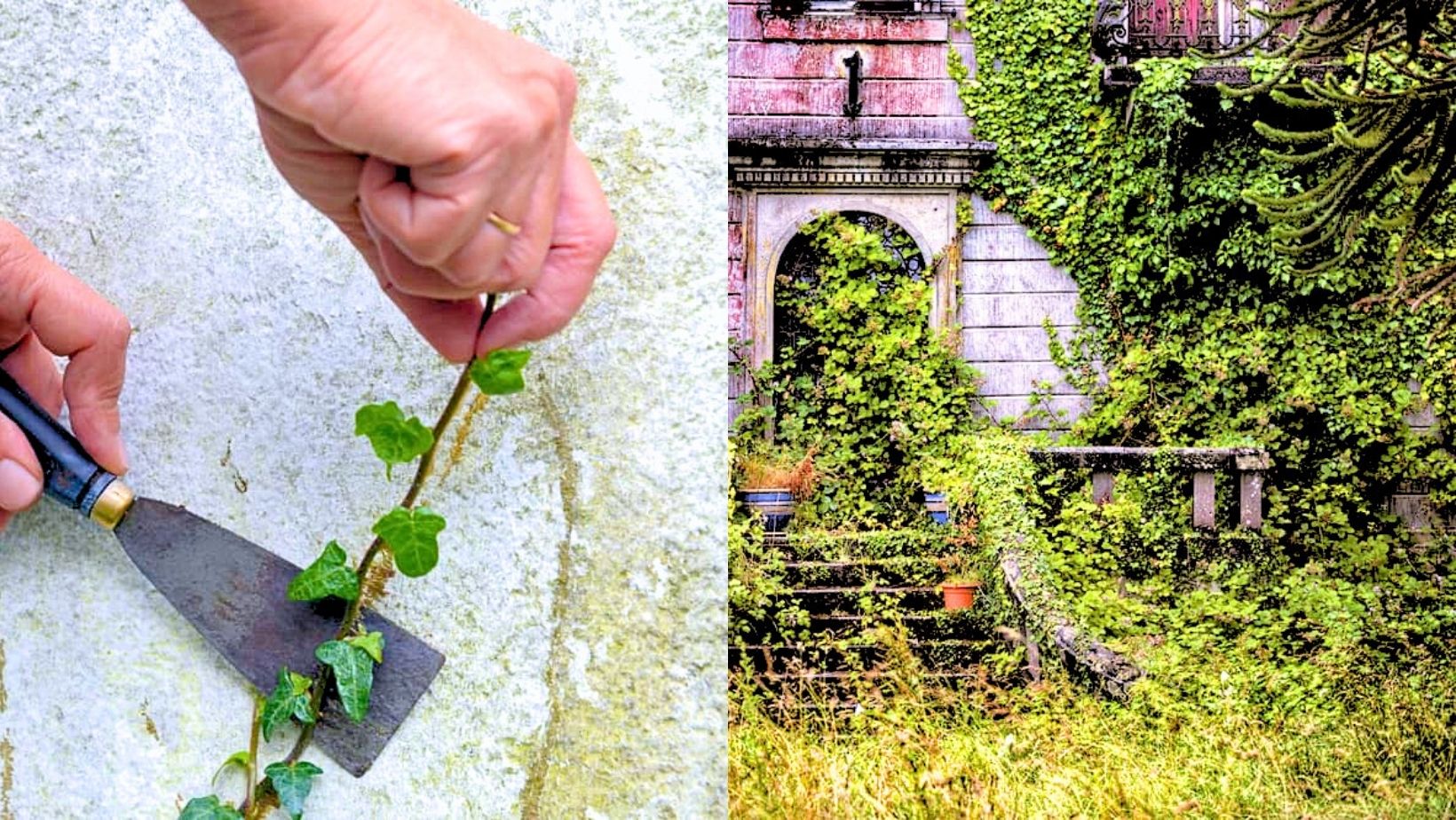 Overgrown Ivy Can Become Problematic - Consider These Ideas To Control ...