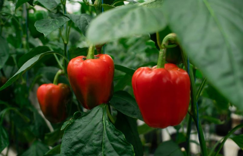 Growing Bell Peppers - 'The Hotter The Capsicum, The More Heat It Needs ...