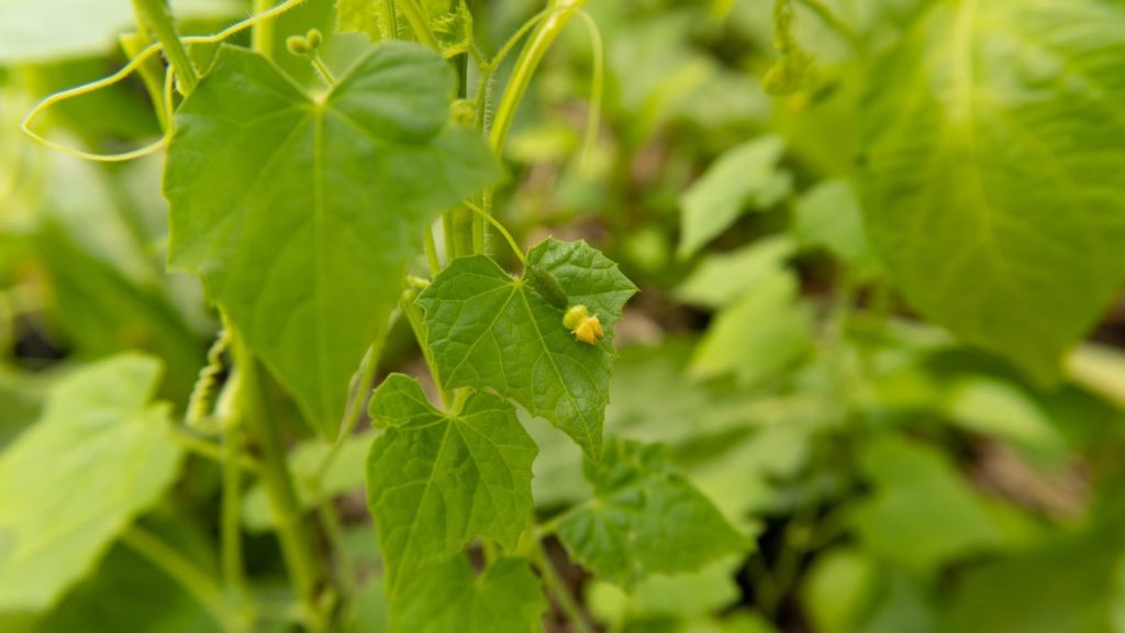 How To Grow & Care For Cucamelon Plant | Horticulture