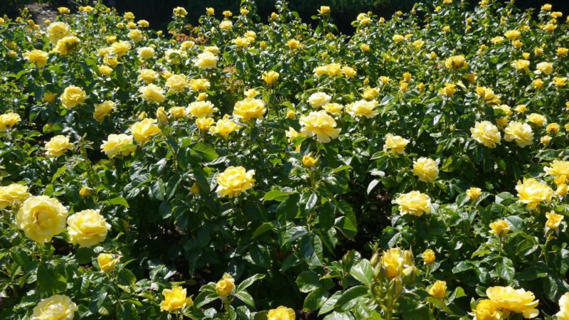 Here's A Blend Of Native And Non-Native Shrubs Best Suited To Garden ...