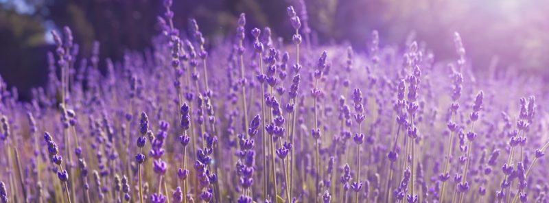 Each Of These 25 Herbs Will Flower Profusely For Colourful & Aromatic ...