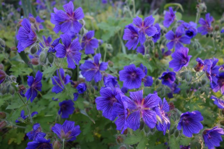 This Is How To Grow And Care For Hardy Geraniums According To Nursery ...