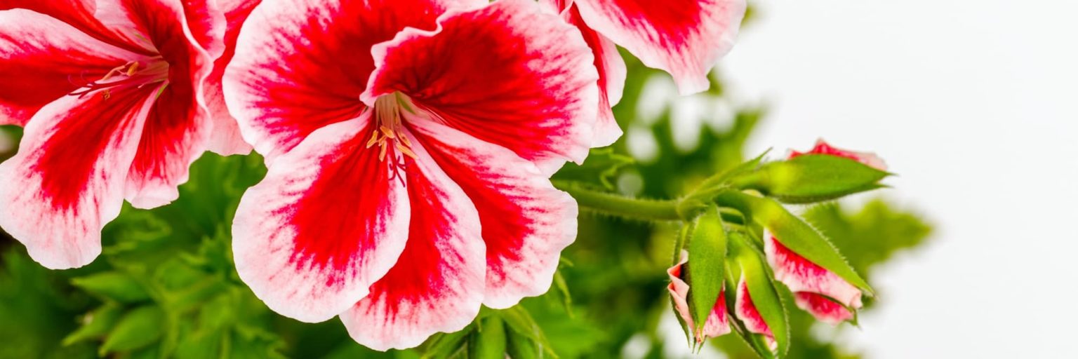 Geraniums Plant Care & Growing Tips | Horticulture.co.uk