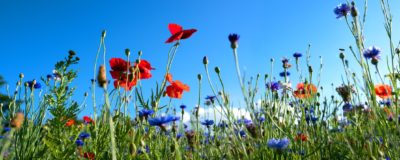 Create Your Own Small Meadow Garden In Just 5 Steps (Annual Or ...