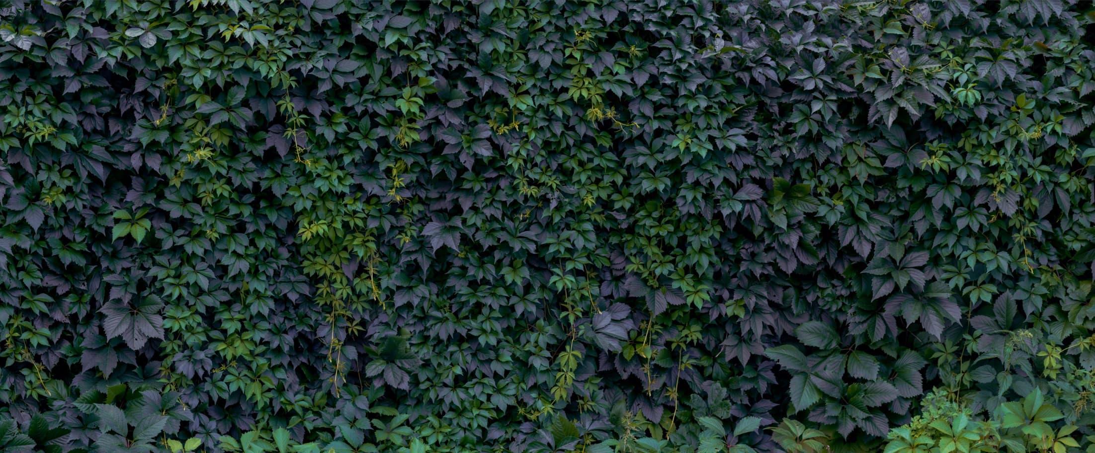 How To Kill & Get Rid Of Overgrown Ivy | Horticulture.co.uk