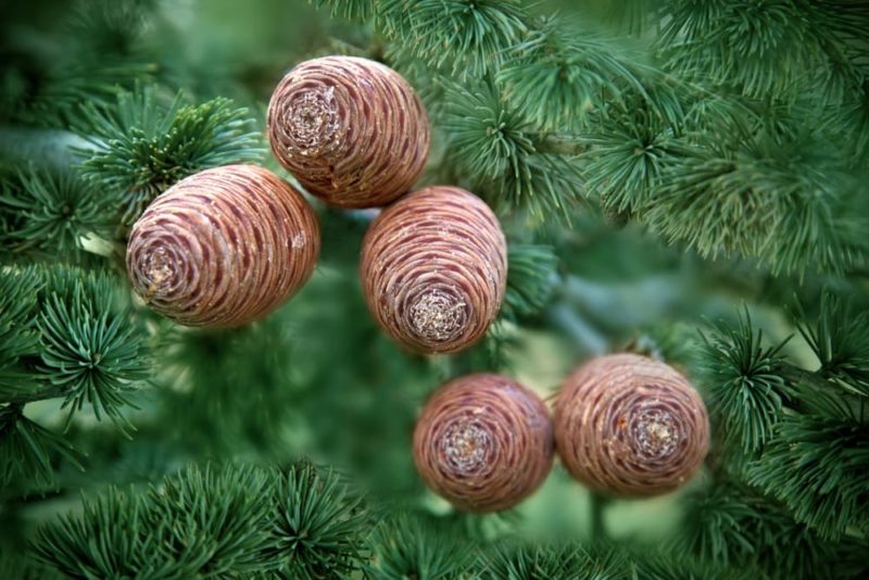 From Cedar To Yew - Dan Ori Shares His Favourite Coniferous Tree Types ...