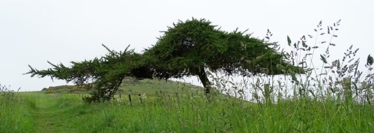 Horticulturists Recommend These 59 Tolerant Plants For Windy Garden ...