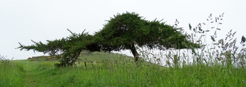 Horticulturists Recommend These 59 Tolerant Plants For Windy Garden ...