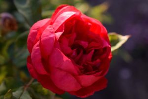 22 Red Rose Varieties For Your Garden | Horticulture.co.uk