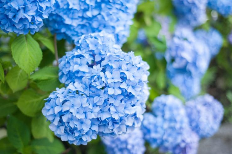 You Can Keep Your Hydrangea Blue With An Acidifying Routine, But Is It ...