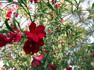 Nerium 'Oleander' - Only A Handful Of Cultivars Are Hardy Enough For ...