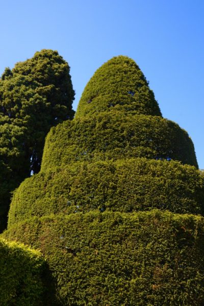 8 Expert-Approved Topiary Trees & Bushes For Amazing Garden Shapes ...