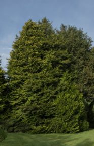 From Cedar To Yew - Dan Ori Shares His Favourite Coniferous Tree Types ...