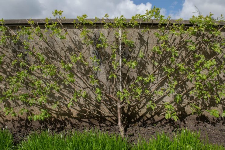 Damson Fruit Tree Care & Growing Tips | Horticulture.co.uk