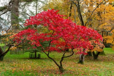 15 Knockout Trees With Foliage That Turns Red In Autumn | Horticulture ...