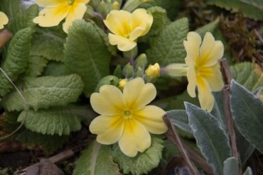 20 Native British Flowers That Are Popular To Grow | Horticulture