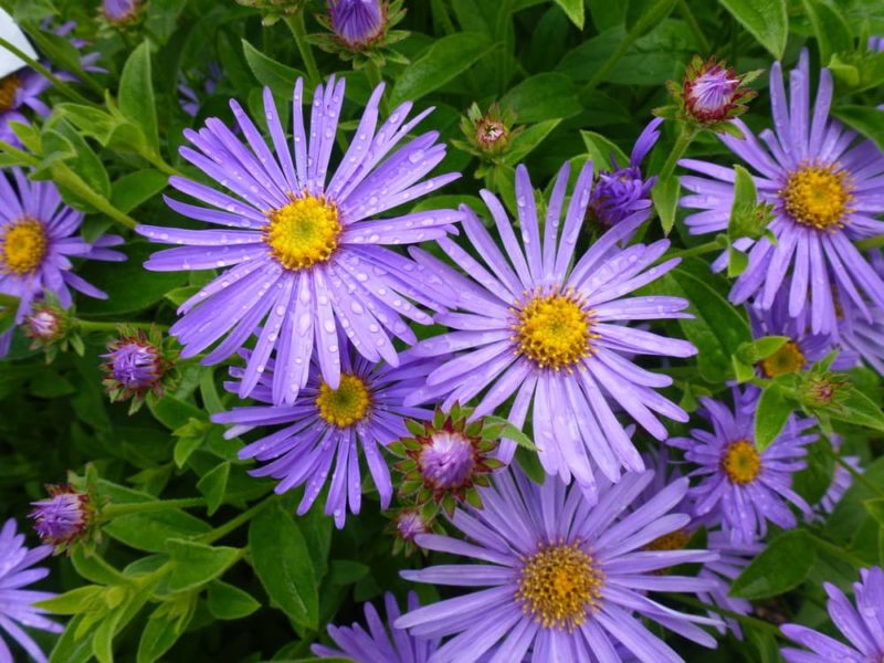 8 Autumn-Flowering Perennials For Late Interest Recommended By Garden ...
