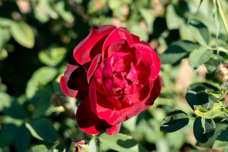 35 Red Rose Varieties For Your Garden | Horticulture.co.uk