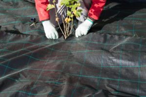 Weeding 101: Master Horticulturist Shares 4 Effective Techniques You ...