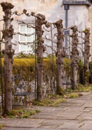 How To Create An Espalier Fruit Tree Screen | Horticulture.co.uk